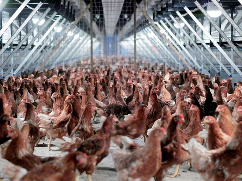 Uae Poultry Sector Facing Several Challenges