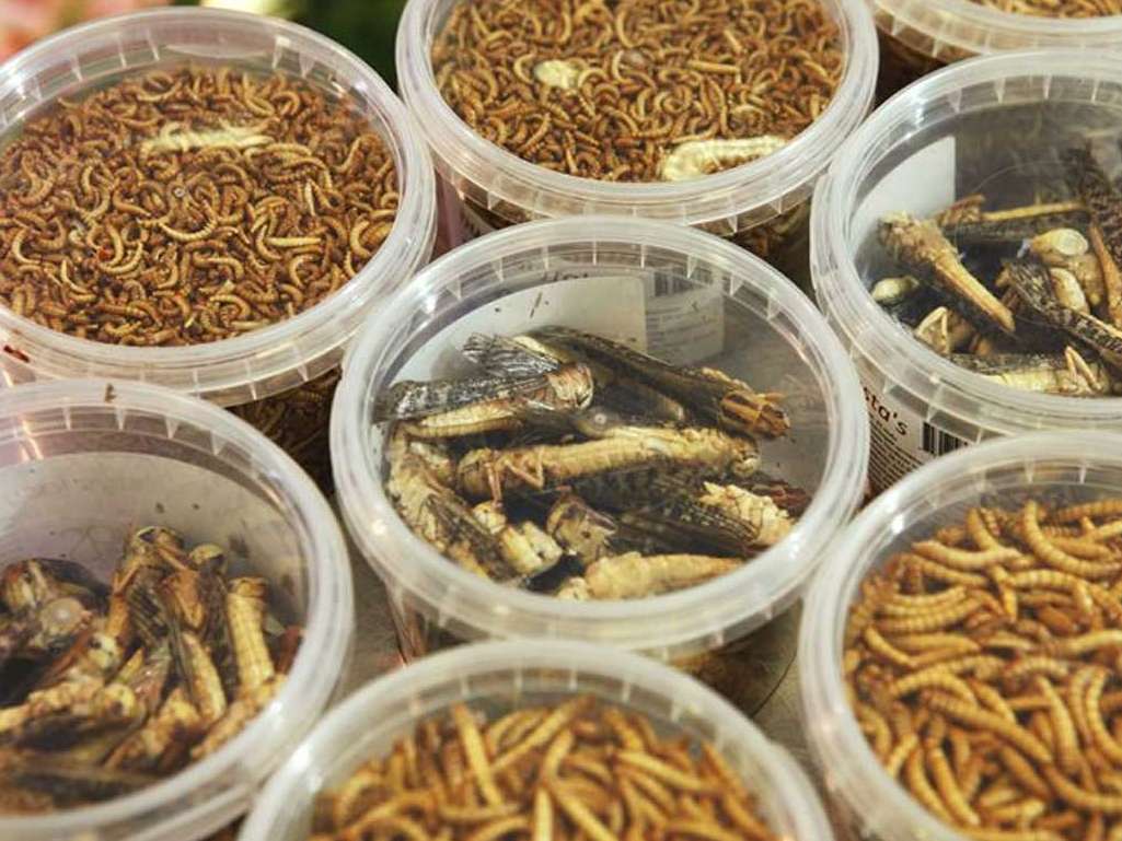 تغذیۀ دام و طیور با حشرات